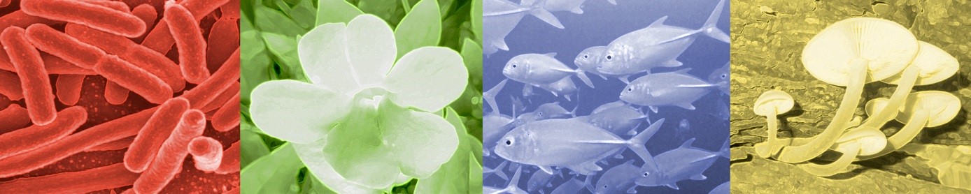 Biologie – Stefan-George-Gymnasium